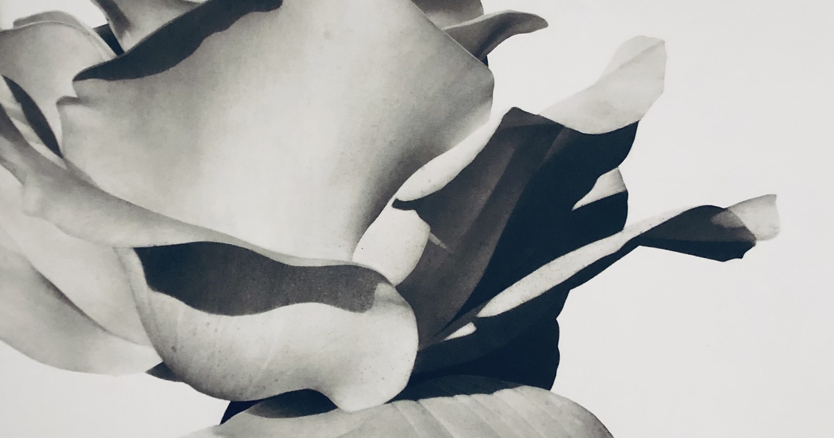 Jonathan Delafield Cook - Publications | Purdy Hicks Gallery